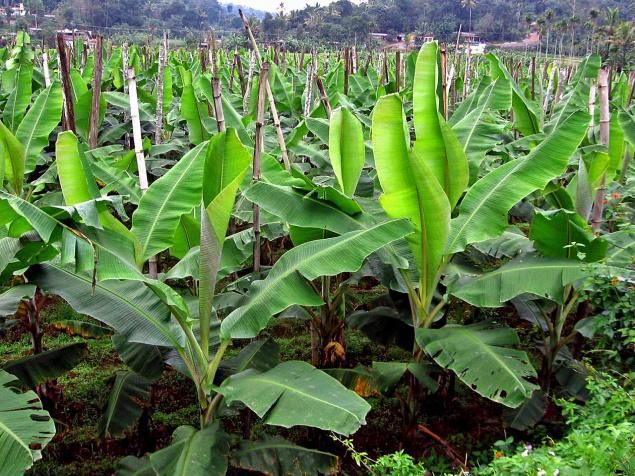 Banana - UMG Best Agro
