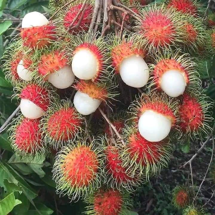 Rambutan - UMG Best Agro