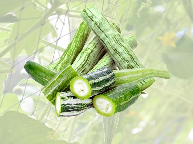 Snake Gourd - UMG Best Agro