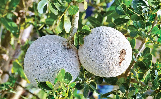 Wood Apple - UMG Best Agro